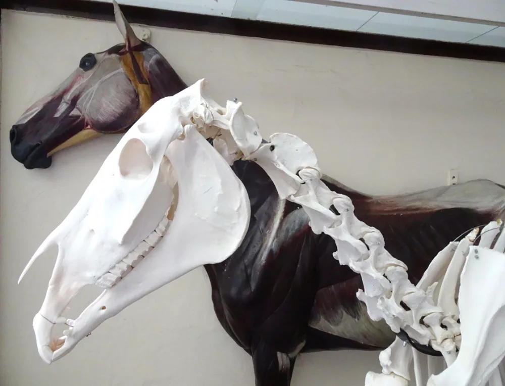 Distinguishing Equine Cervical Spine Problems & Poor Gait Quality